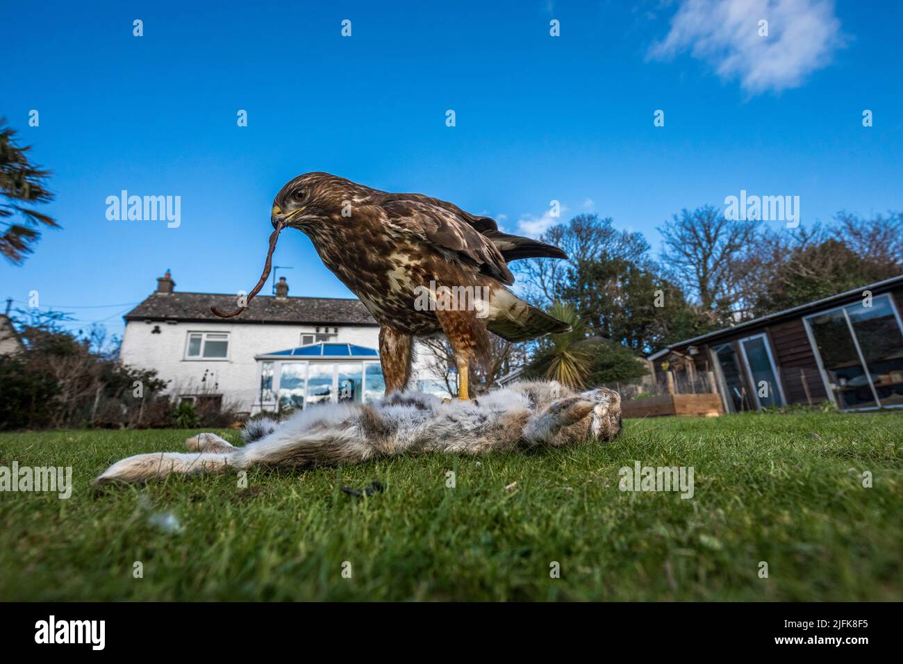 Buzzard; Buteo buteo; In a Garden; Eating a Rabbit; Wide Angle; UK ...