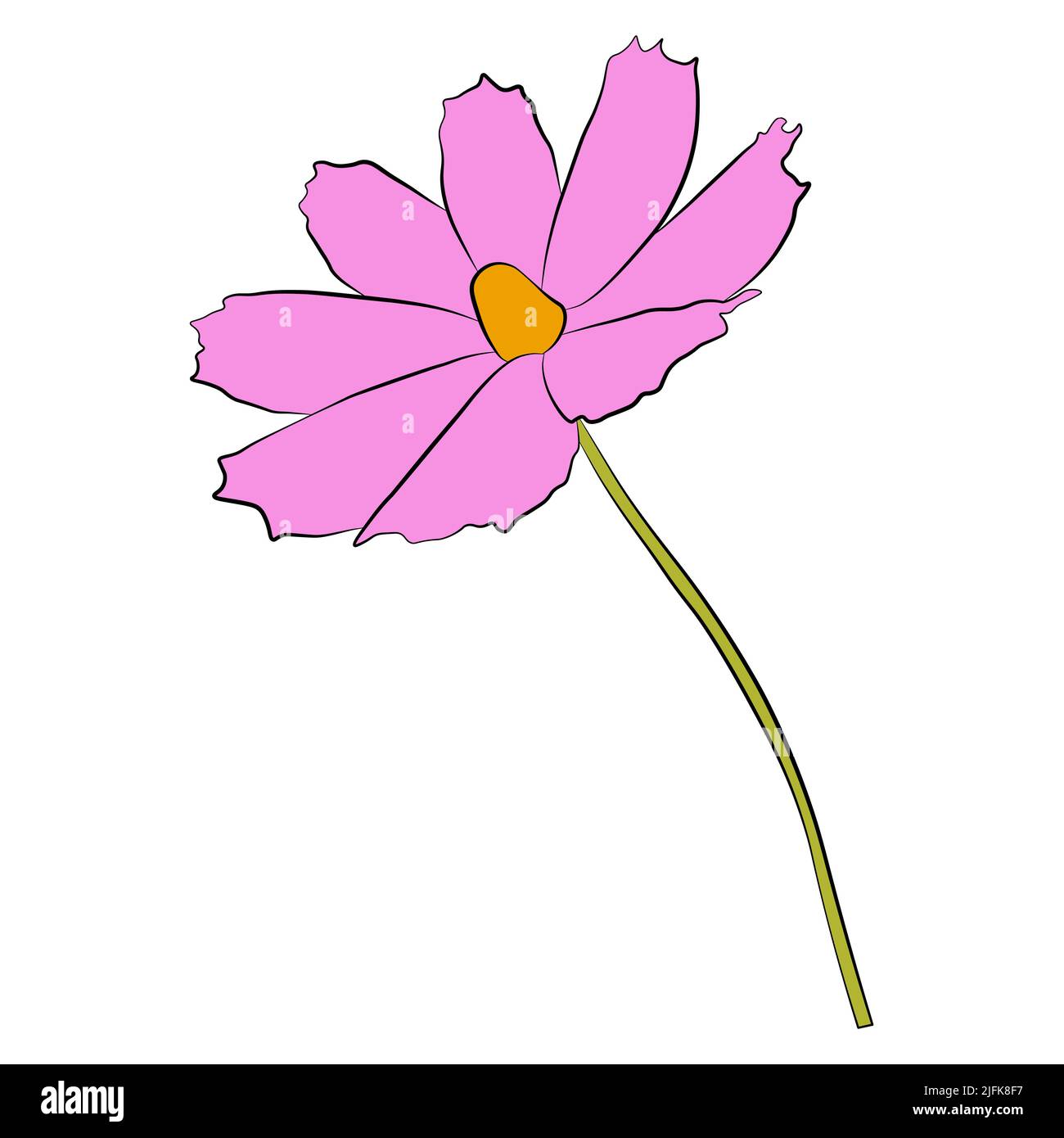 Single cosmos flower vector illustration isolated on white background ...