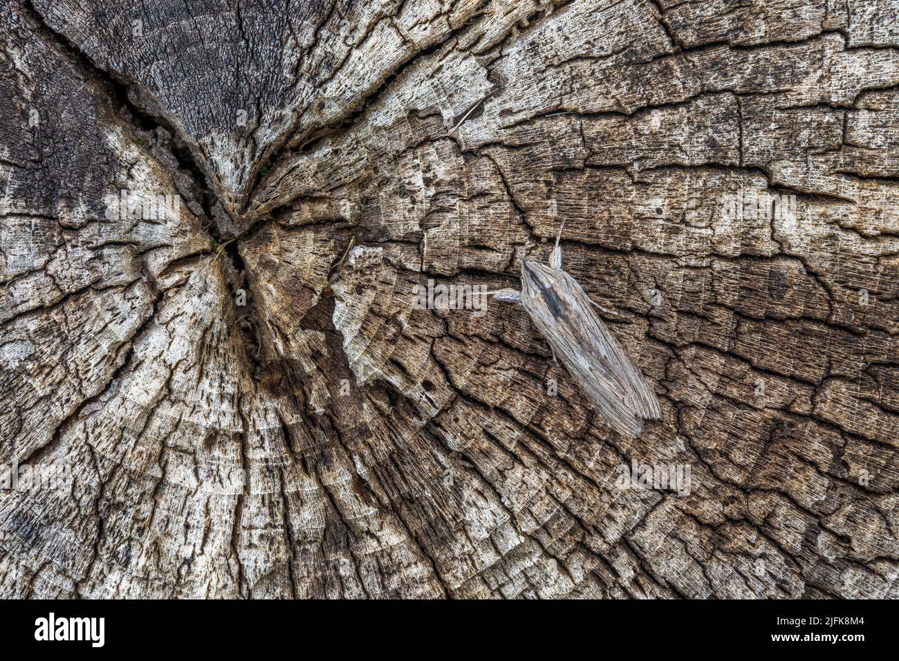 Chamomile shark moth hi-res stock photography and images - Alamy