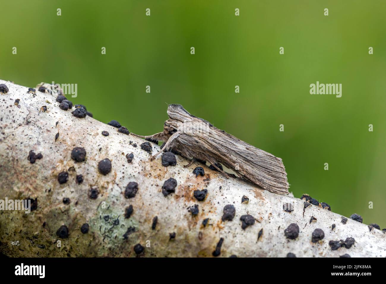 Chamomile Shark Moth; Cucullia chamomillae; on Birch Branch; UK Stock ...