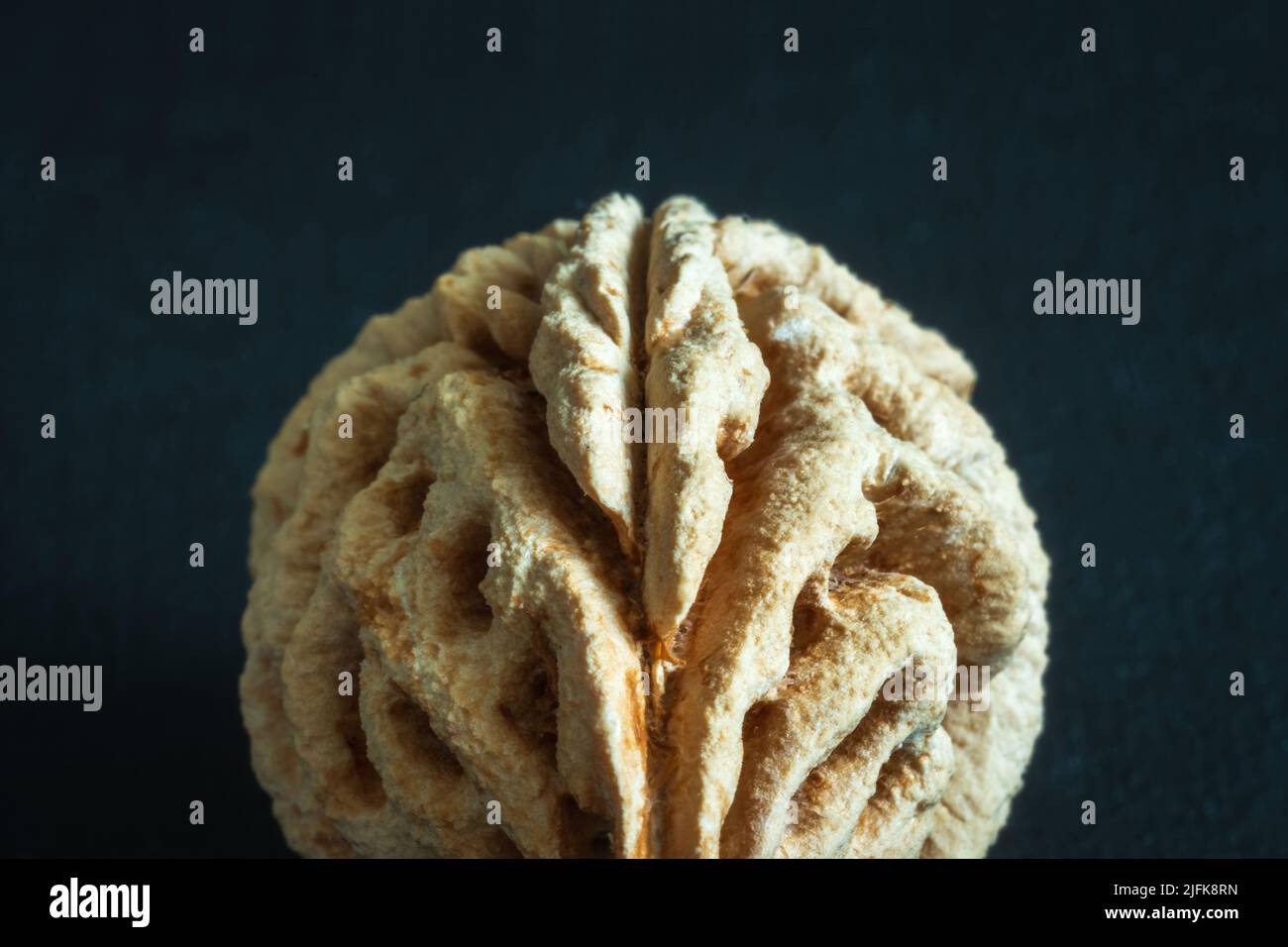 Brain shape nectarine fruit stone seed closeup Stock Photo - Alamy