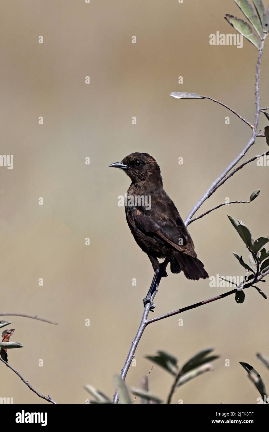 Ant eating hi-res stock photography and images - Alamy