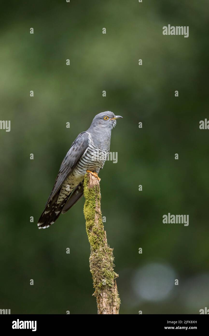 Cuckoo; Cuculus canorus; Male; UK Stock Photo - Alamy