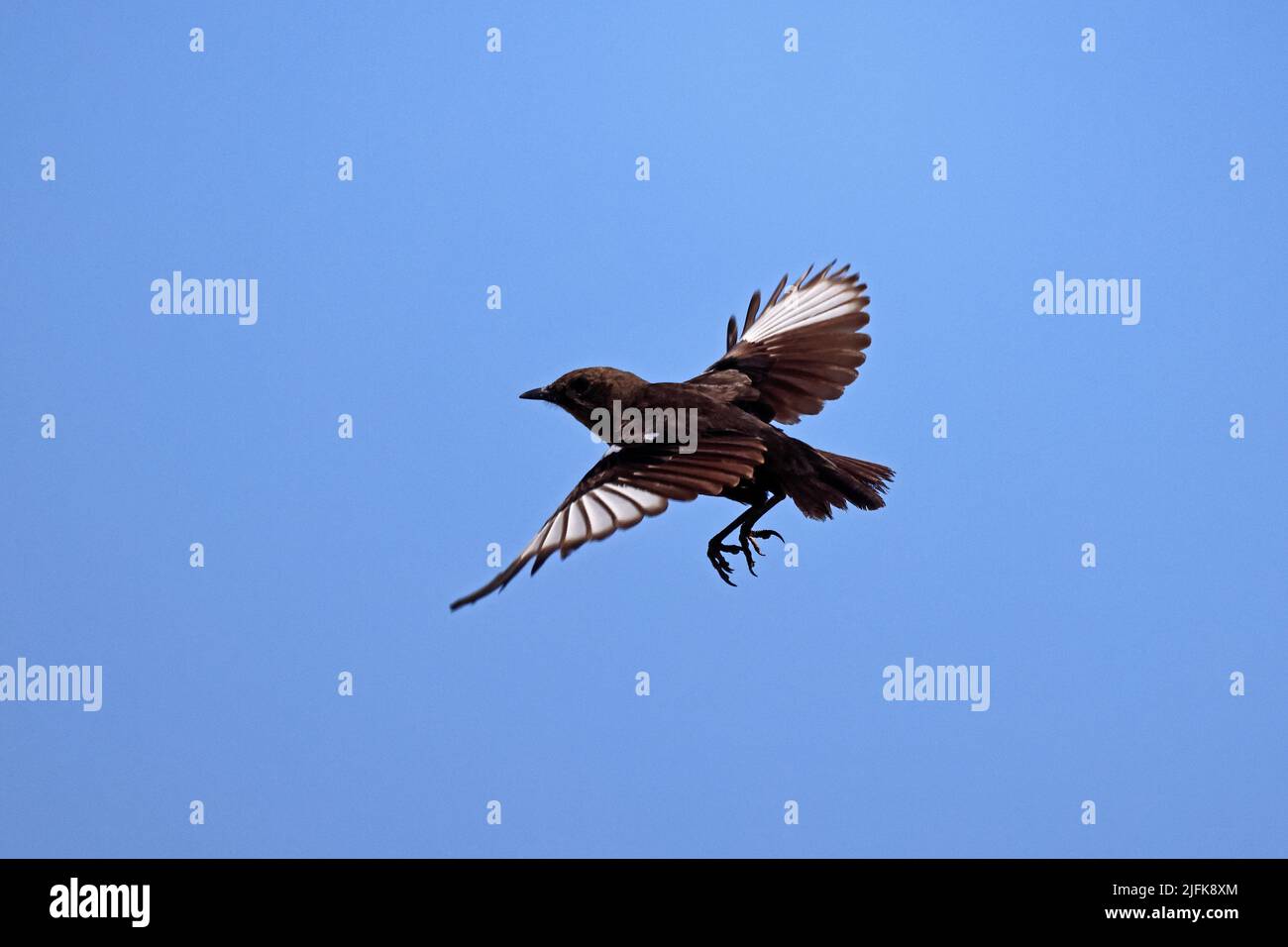 Ant-eating Chat in flight at Nxai Pan Botswana Stock Photo - Alamy