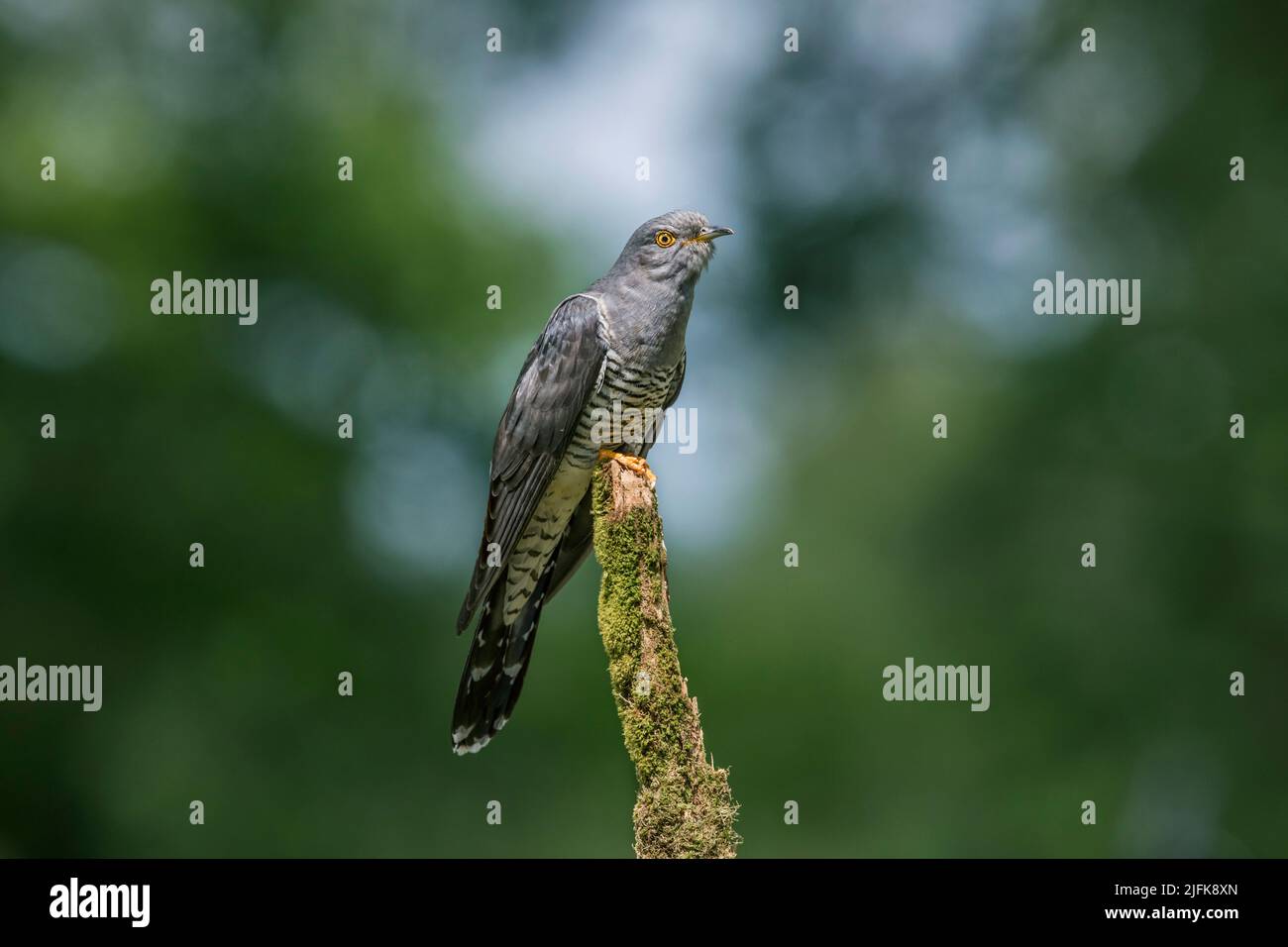 Cuckoo; Cuculus canorus; Male; UK Stock Photo - Alamy