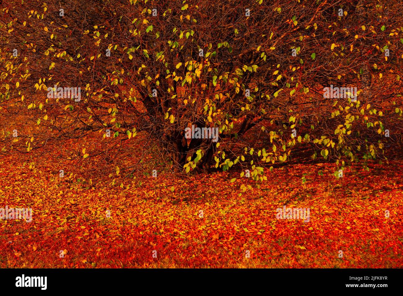 Autumn shrubs red foliage . Vibrant autumn leaves background Stock ...
