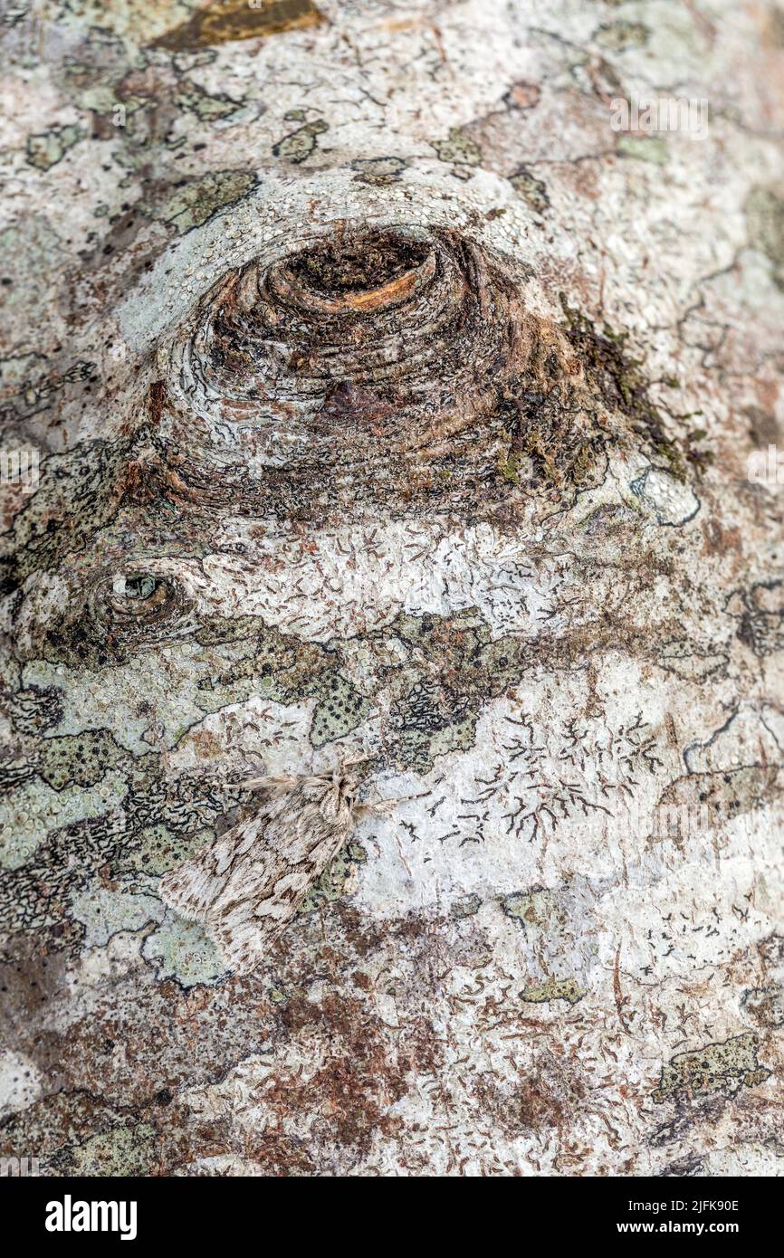 Early Grey Moth; Xylocampa areola; Showing Camouflage; UK Stock Photo ...