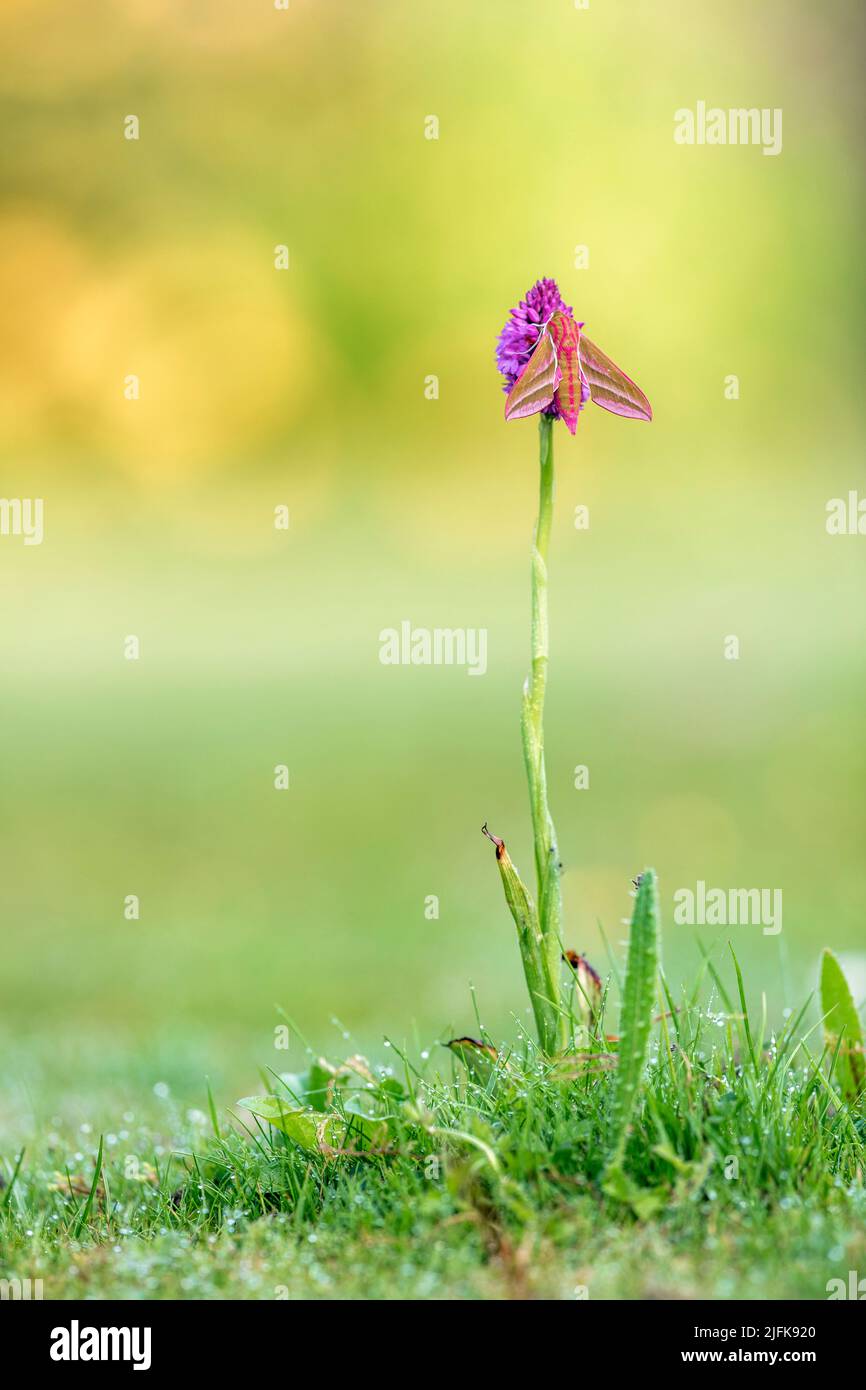 Elephant Hawk Moth; Deilephila elpenor; on Pyramidal Orchid; UK Stock ...
