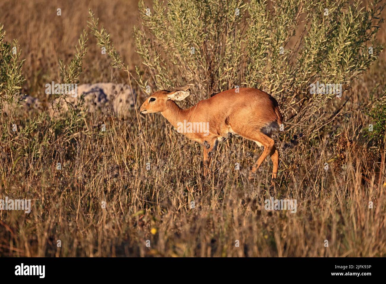 Steinbuck hi-res stock photography and images - Alamy