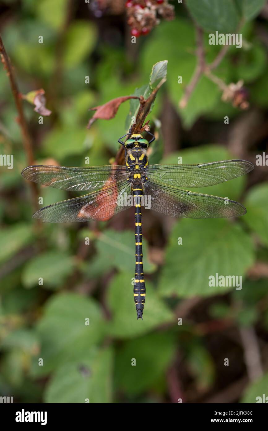 Golden Ringed Dragonfly; Cordulegaster boltonii; Cornwall; UK Stock ...