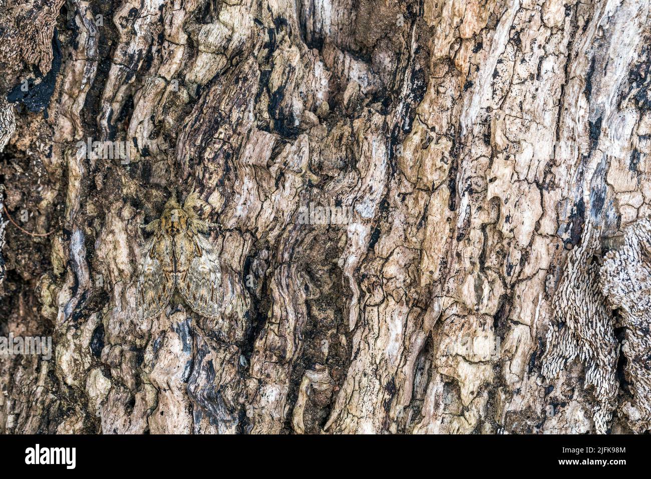 Great moth hi-res stock photography and images - Alamy