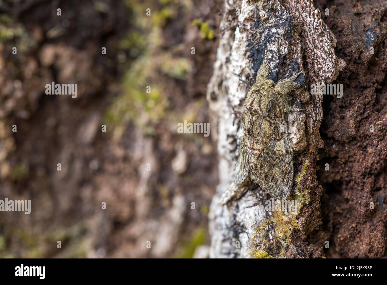 Great prominent moth hi-res stock photography and images - Alamy