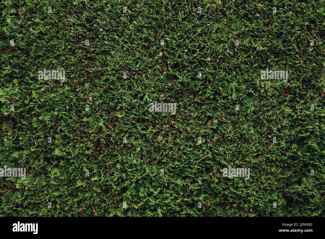 solid, trimmed Arborvitae hedge, green background texture Stock Photo ...