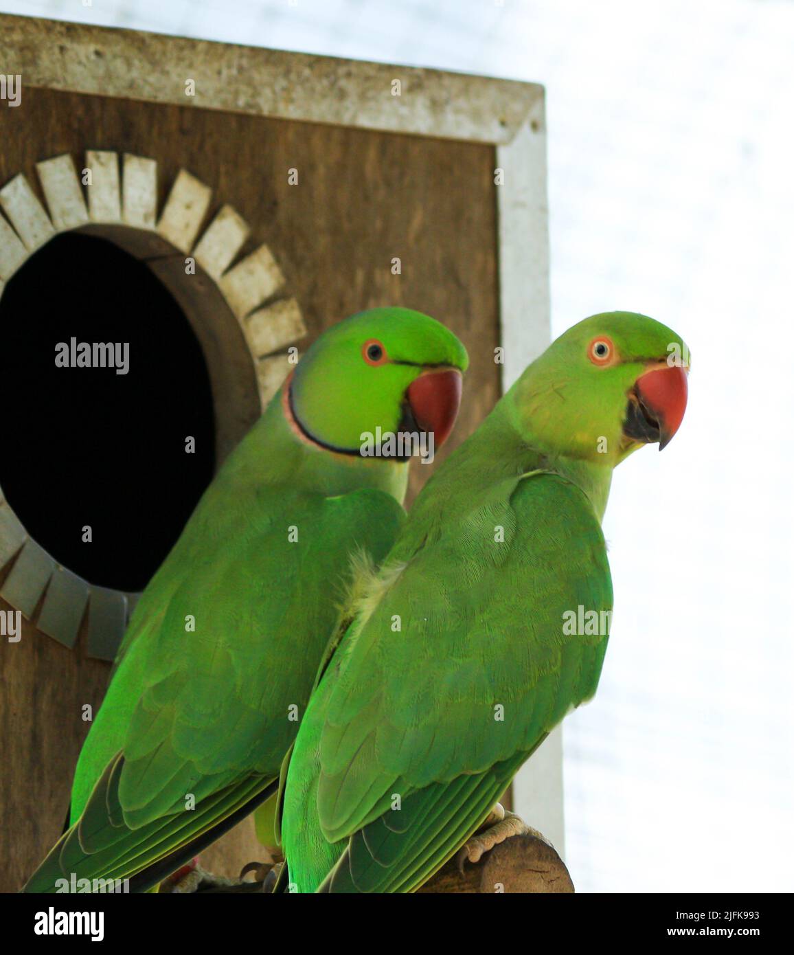 A Male and female Rose-ringed parakeet giving a glance Stock Photo - Alamy