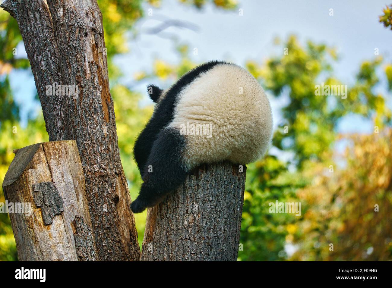 Giant panda sitting on a tree trunk in the high. Endangered mammal from ...