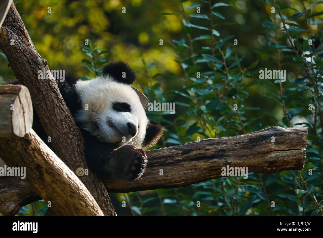 Giant panda lying on tree trunks in the high. Endangered mammal from ...