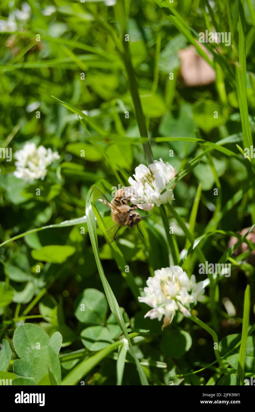 Bee Pollinating White Clover in Sunlight Stock Photo - Alamy