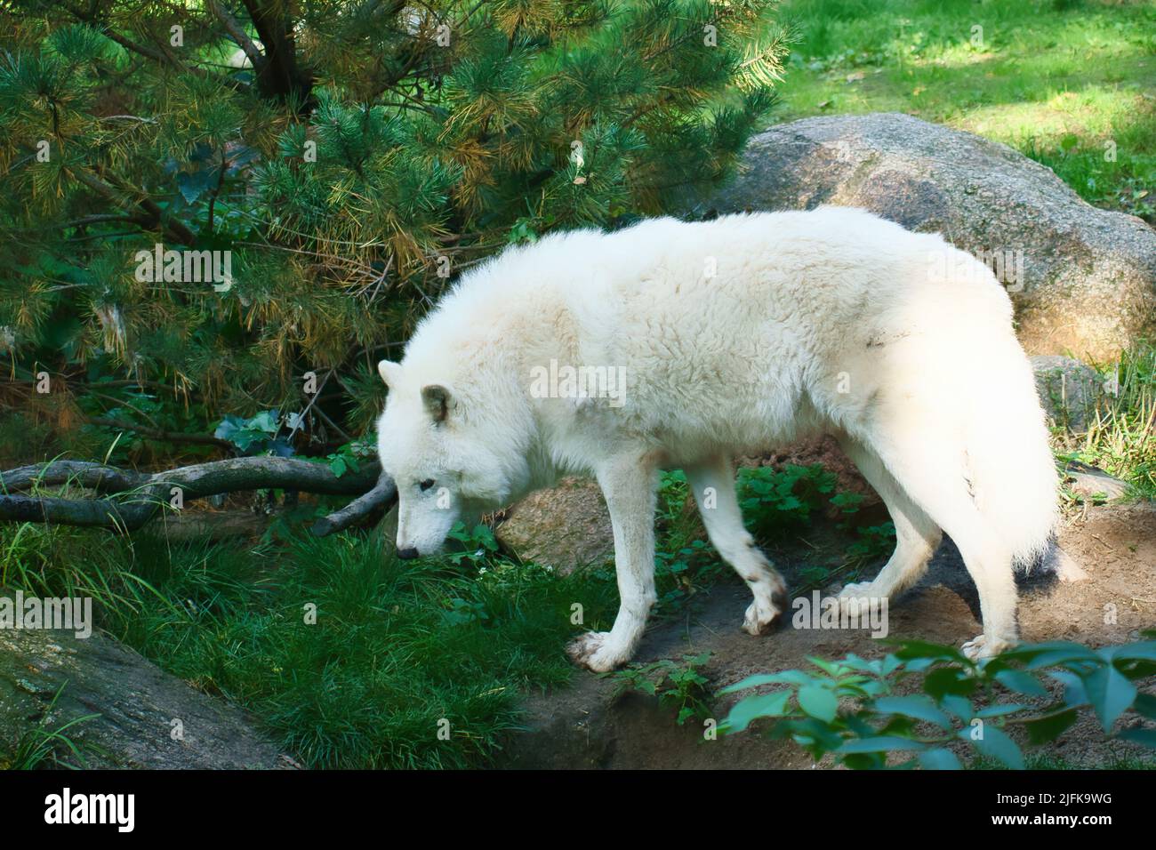 Polar wolf standing on a meadow with white fur. Shy predator among ...