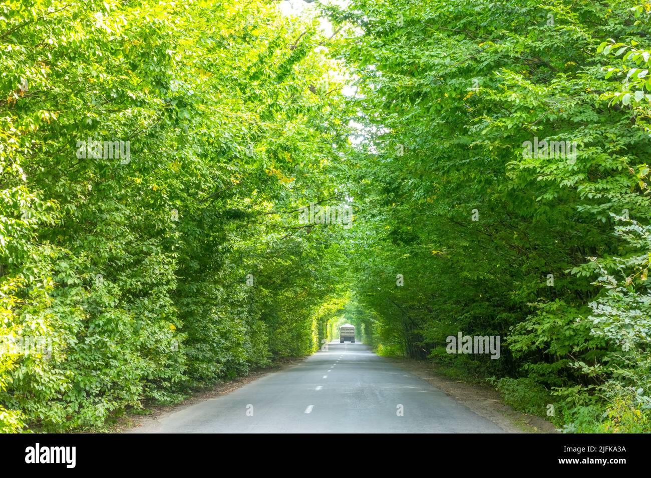 Long tree tunnel hi-res stock photography and images - Alamy