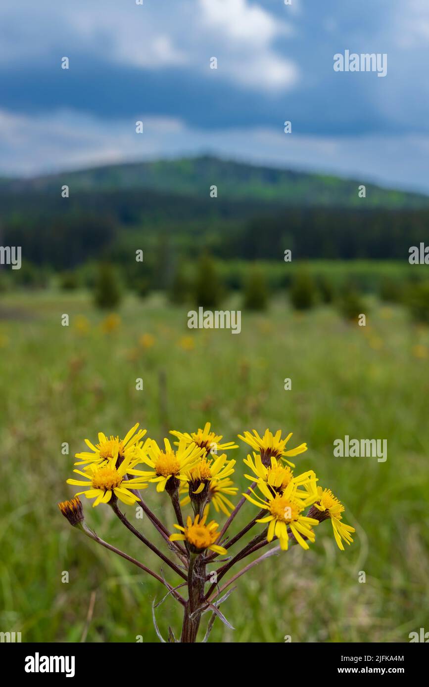Np sumava hi-res stock photography and images - Alamy