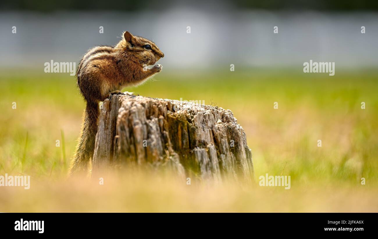 Chipmunk campsite hi-res stock photography and images - Alamy