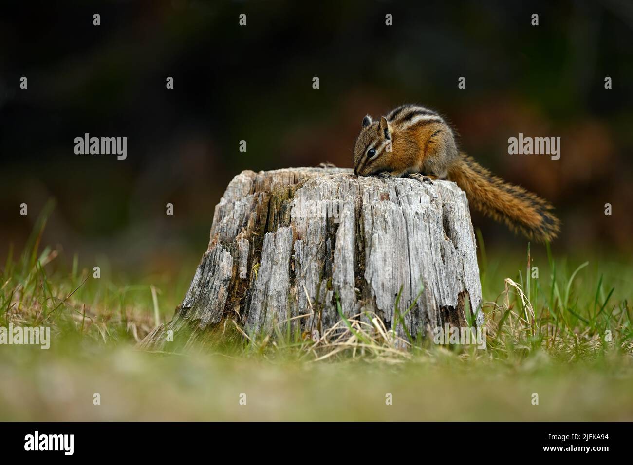 Chipmunk campsite hi-res stock photography and images - Alamy