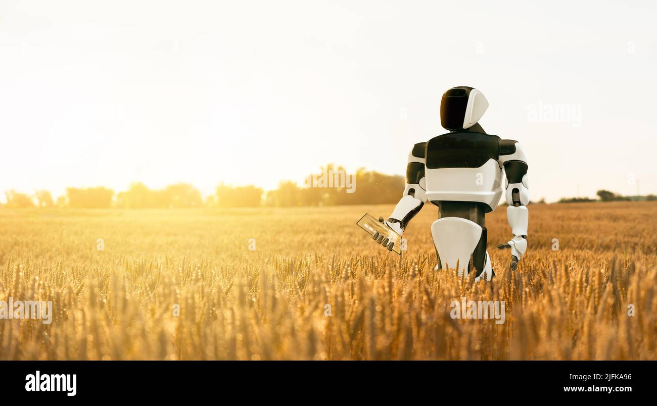 Robot farmer with digital tablet on an agricultural wheat field. Smart ...