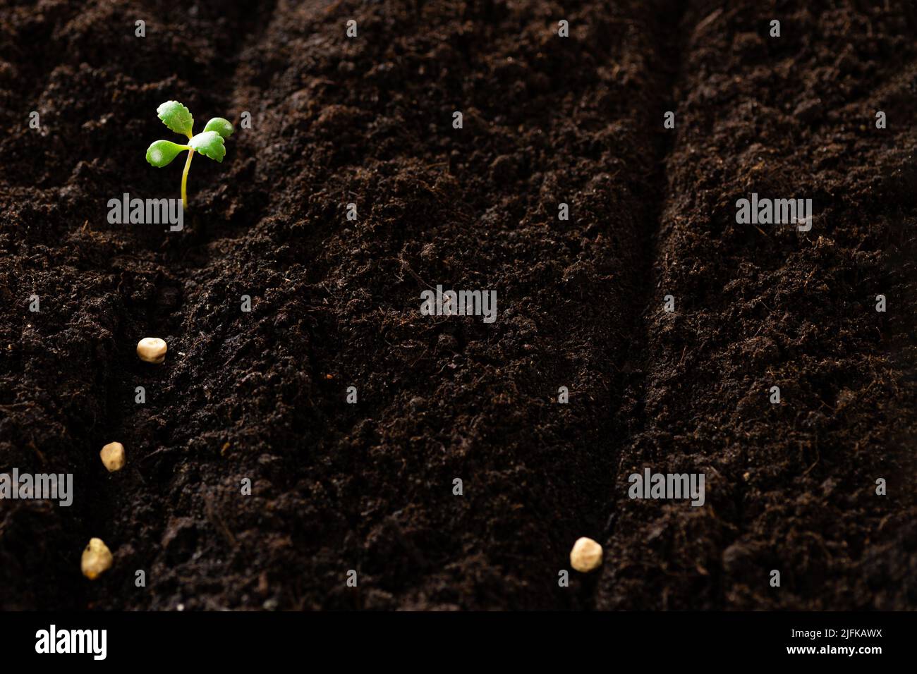 A young green sprout has grown in the soil. seeds and young plant in ...