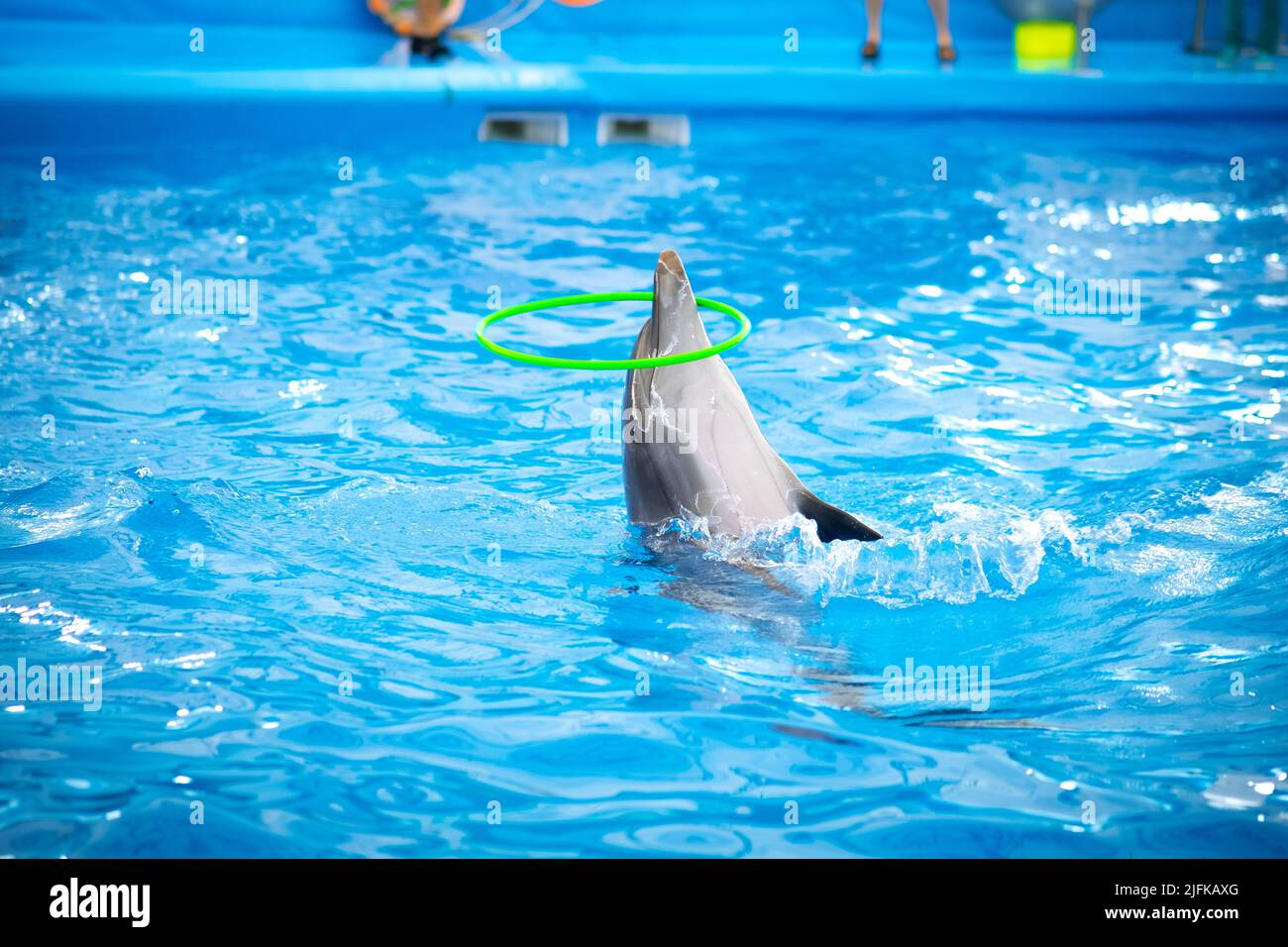 Clever dolphin hula hooping in the show. Dolphin show in Thailand Stock ...