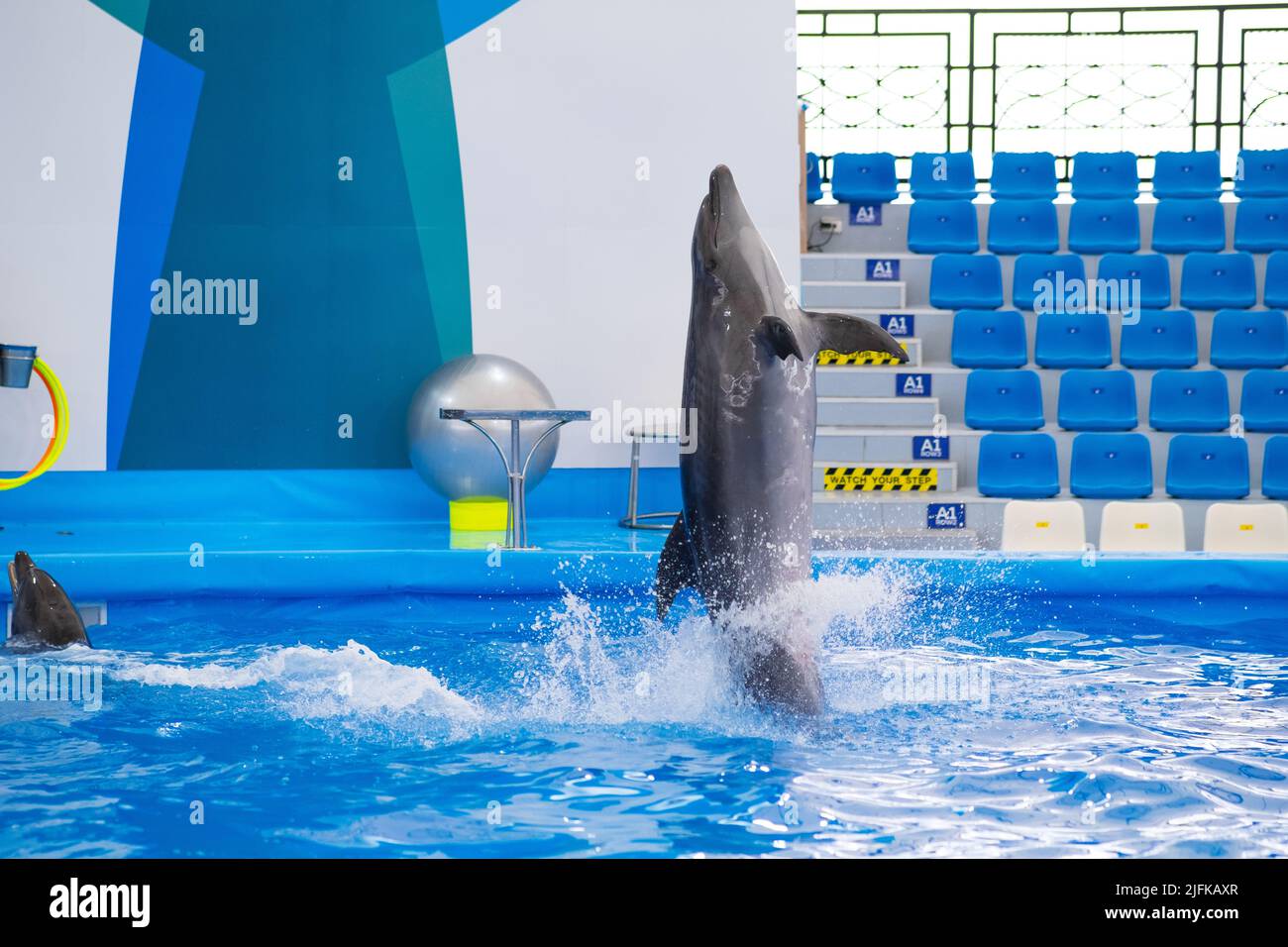 Clever dolphin performing in the show. Dolphin show in Thailand Stock ...