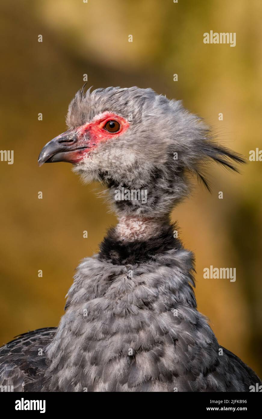 Southern Screamer - Chauna torquata, portrait of large ground bird from ...