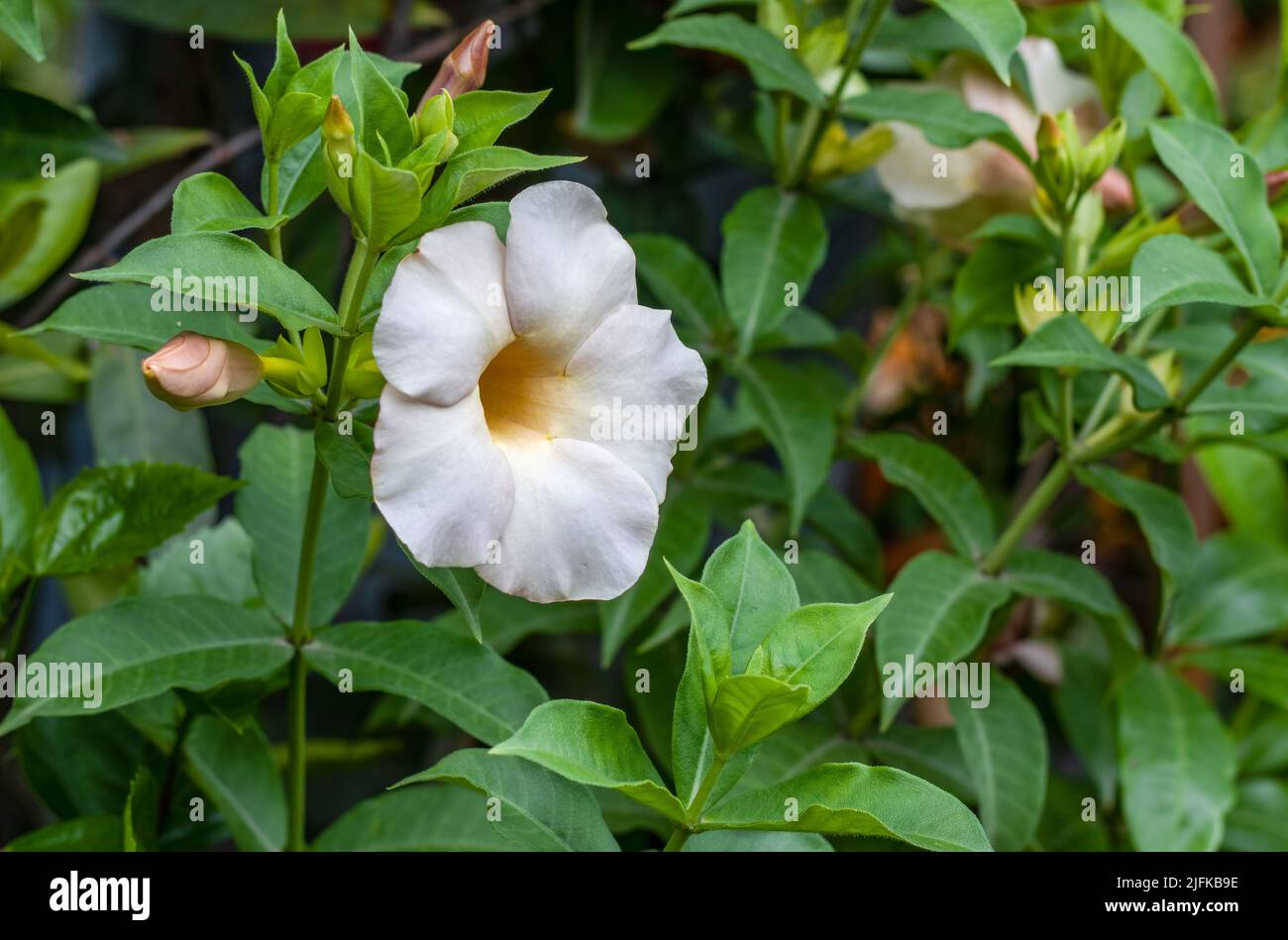 Fully bloomed white common trumpet or allamanda cathartica flower close up with copy space Stock ...