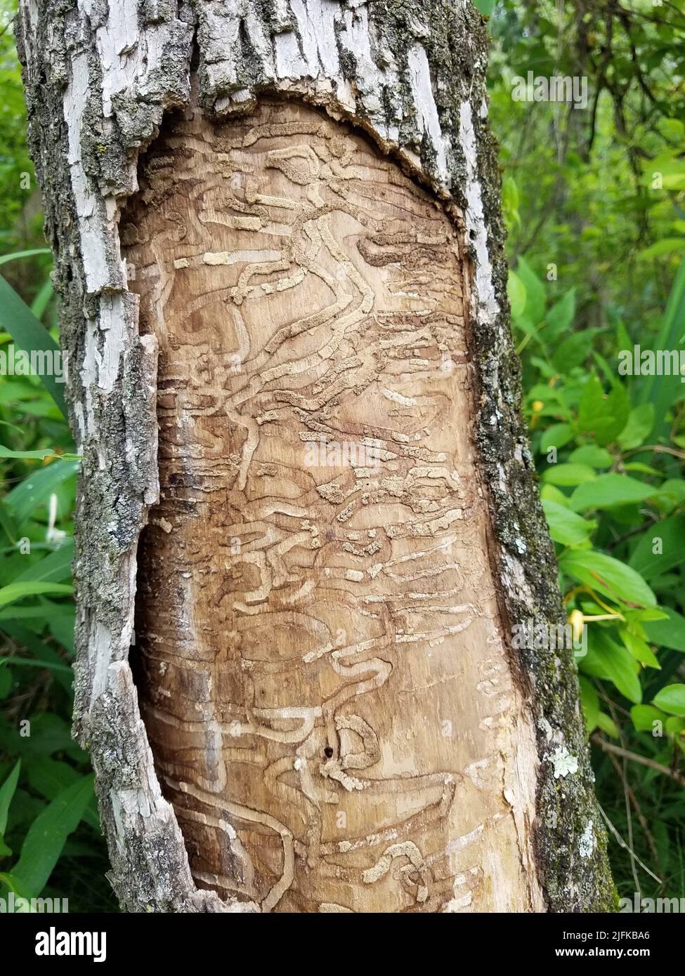 diseased tree with beetle tracks in the bark that is falling off Stock ...