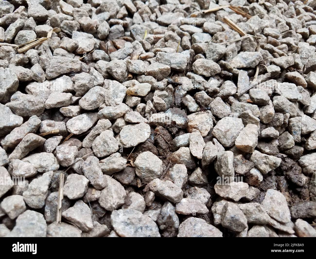 many small grey pebbles or stones on the ground with black ant Stock ...