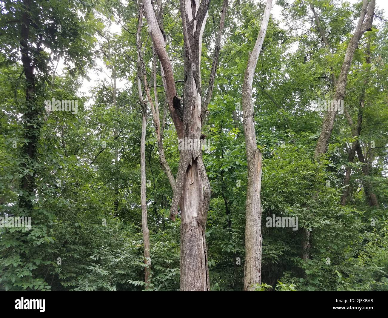 Trunk falling hi-res stock photography and images - Alamy