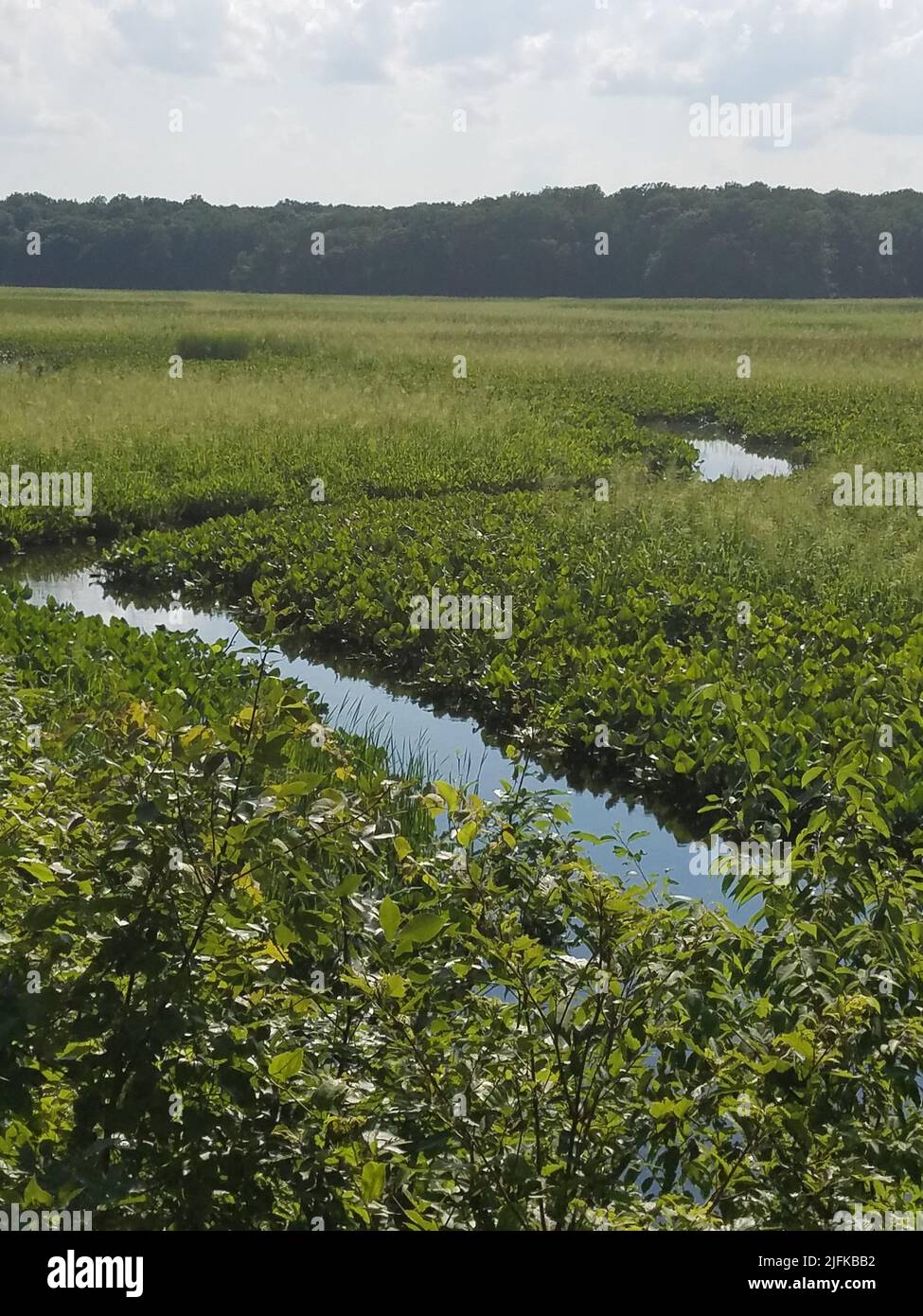 Wetland marsh hi-res stock photography and images - Alamy