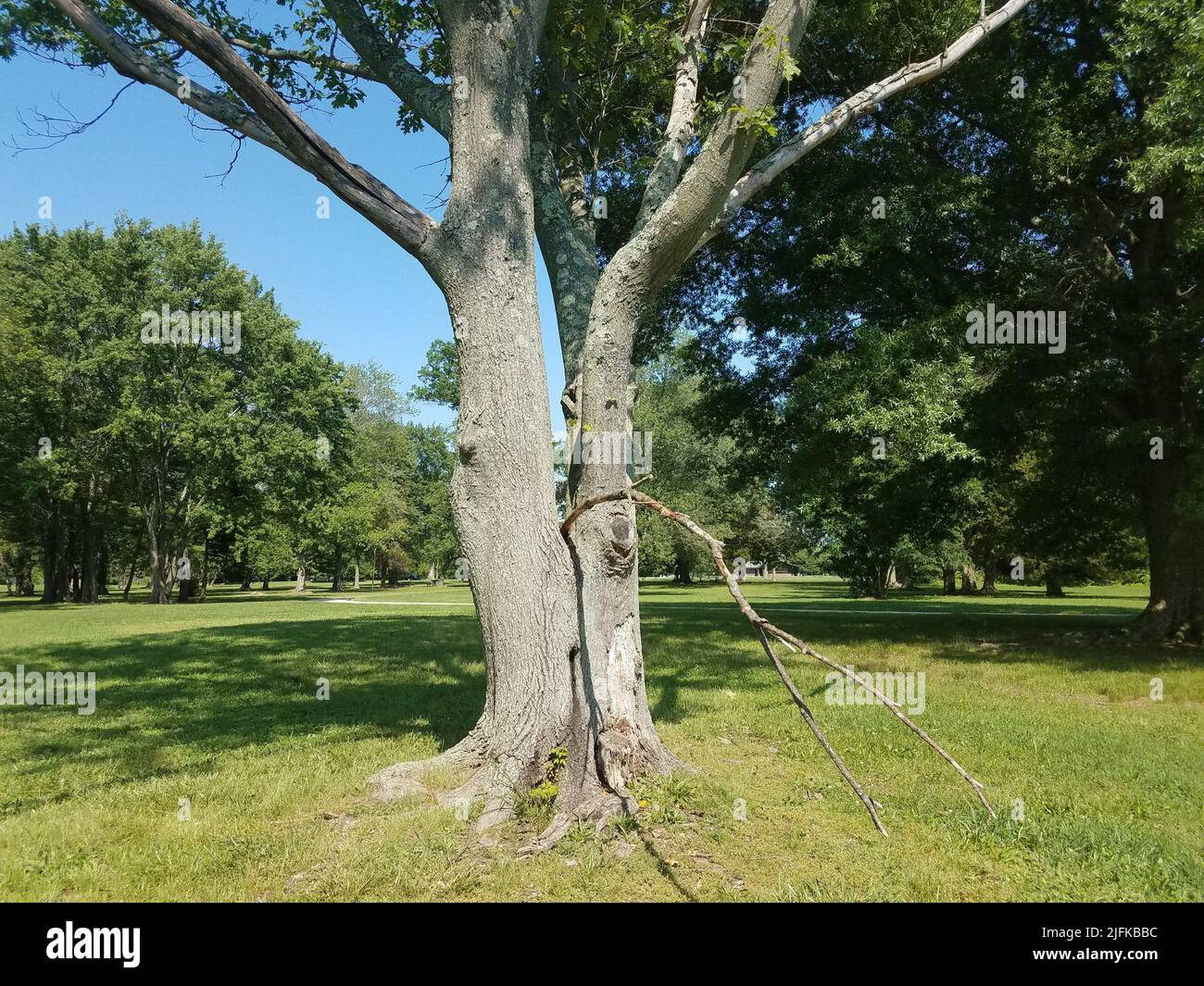 Lone branch hi-res stock photography and images - Alamy