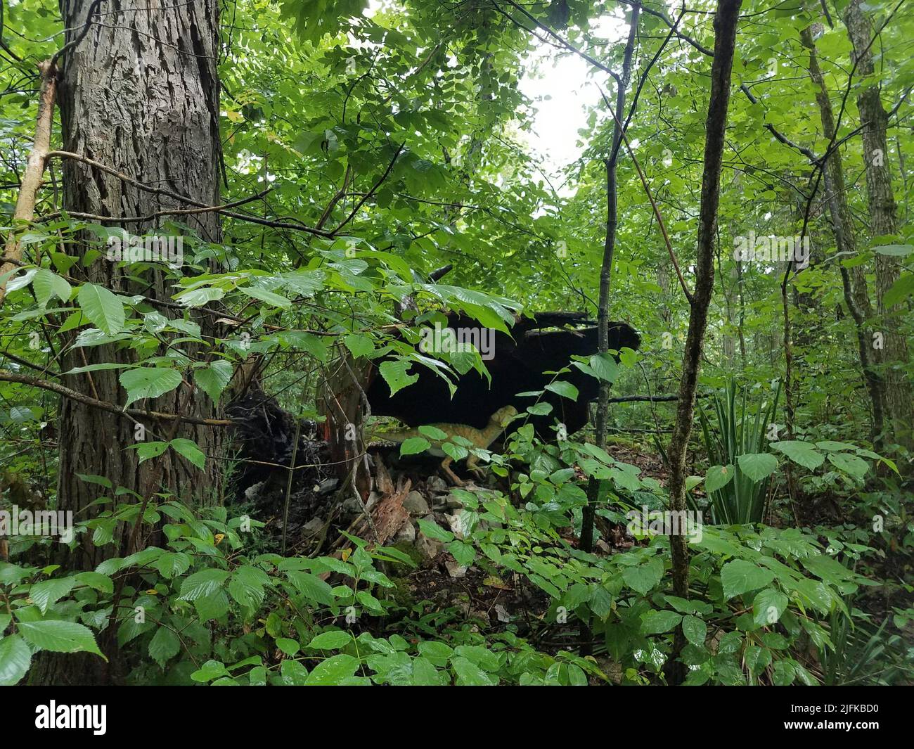 a small dinosaur in a tree stump in the woods or forest Stock Photo - Alamy