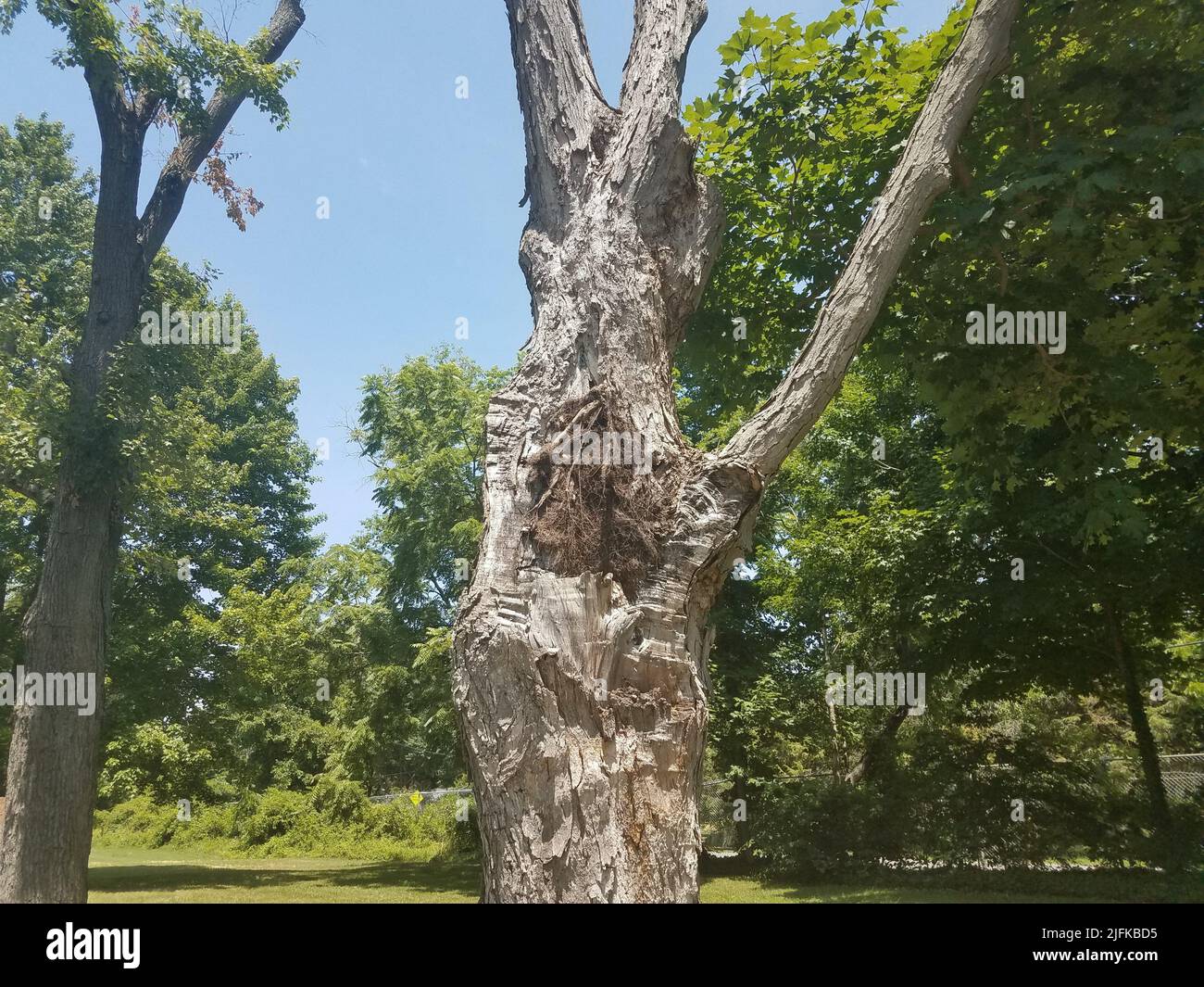 Broken limb hi-res stock photography and images - Alamy