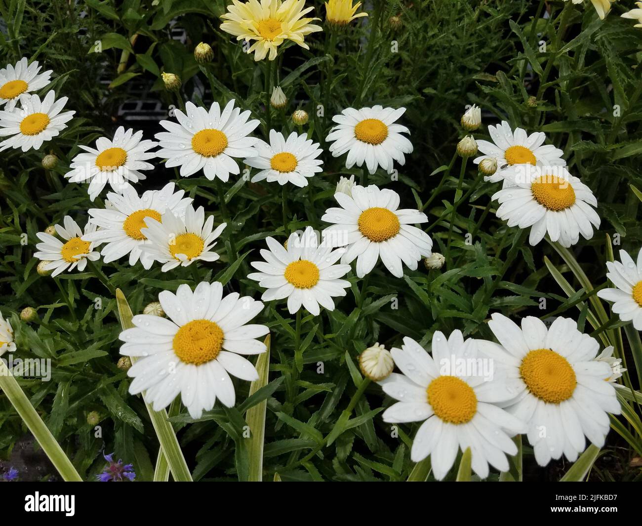 Daisy cluster hi-res stock photography and images - Alamy