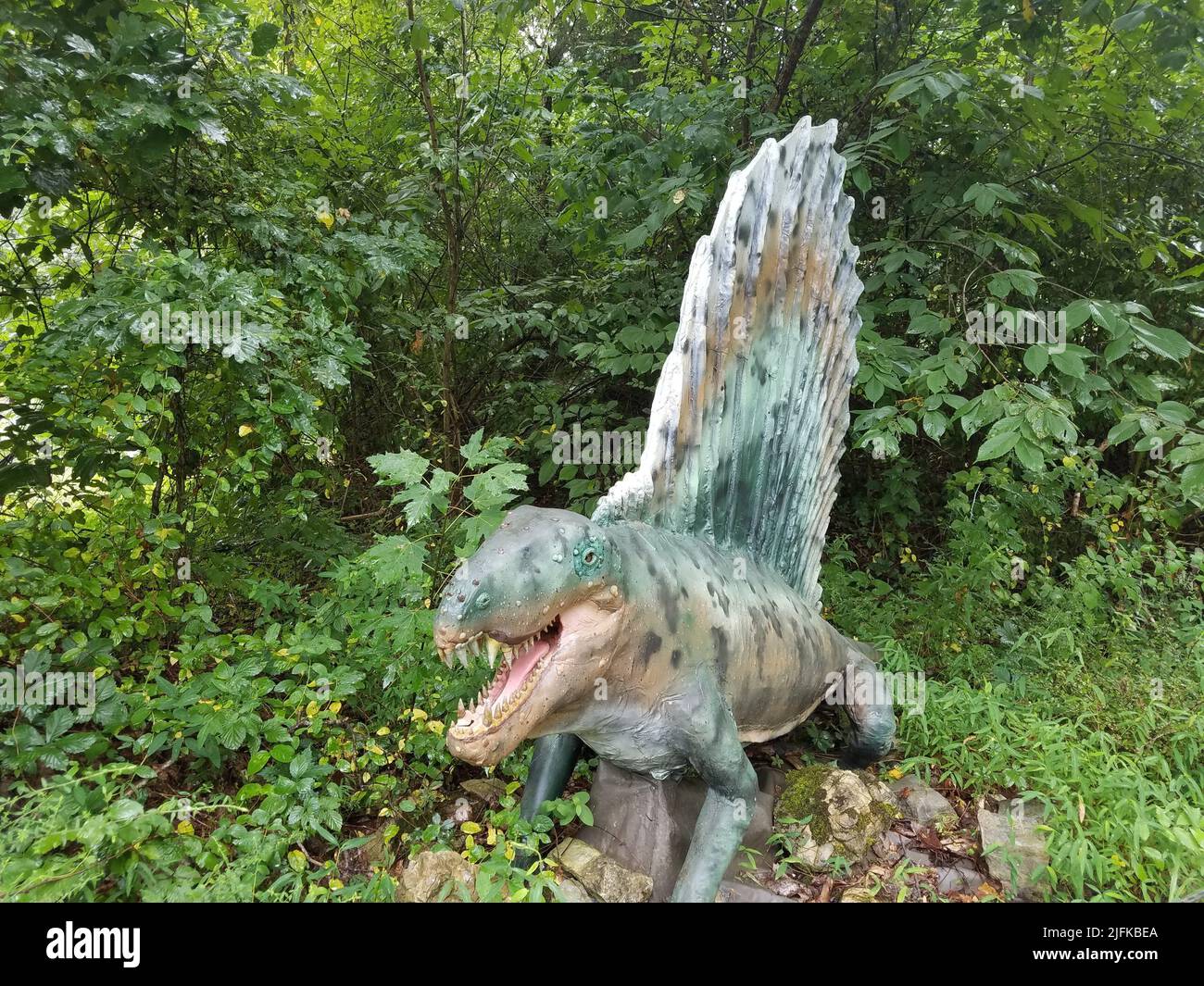 Forest back hi-res stock photography and images - Alamy