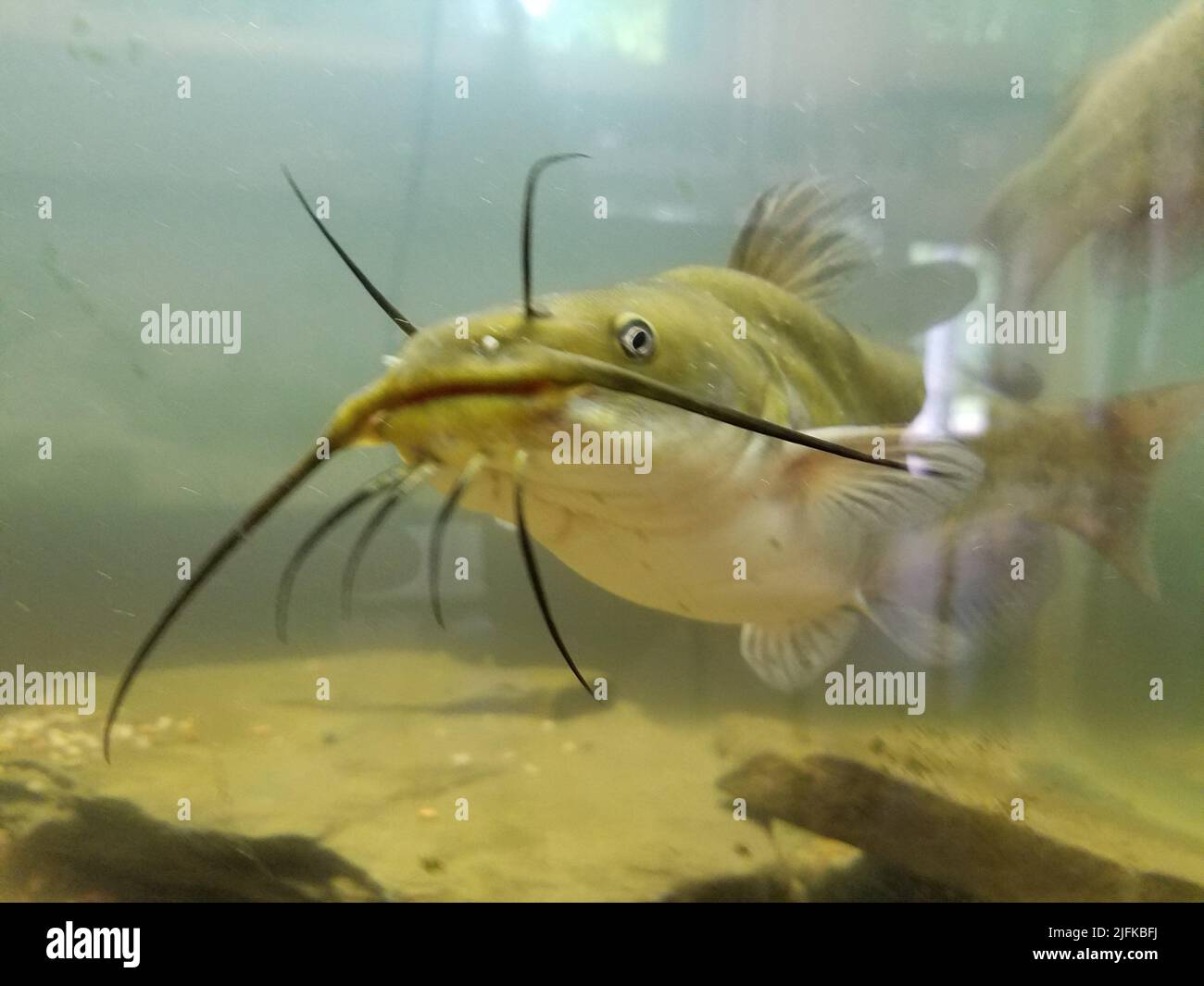 Tank glass hi-res stock photography and images - Alamy