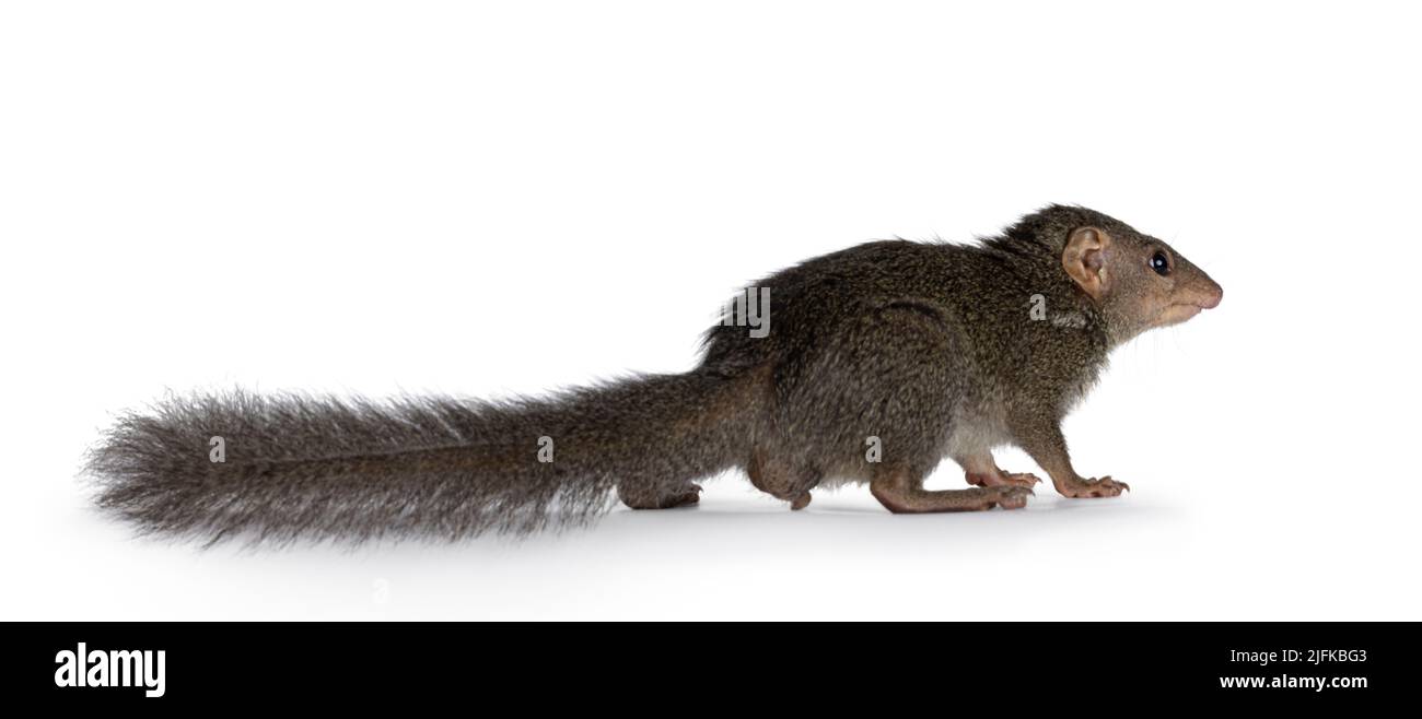 Northern Treeshrew aka Tupaia Belangeri, standing side ways showing ...
