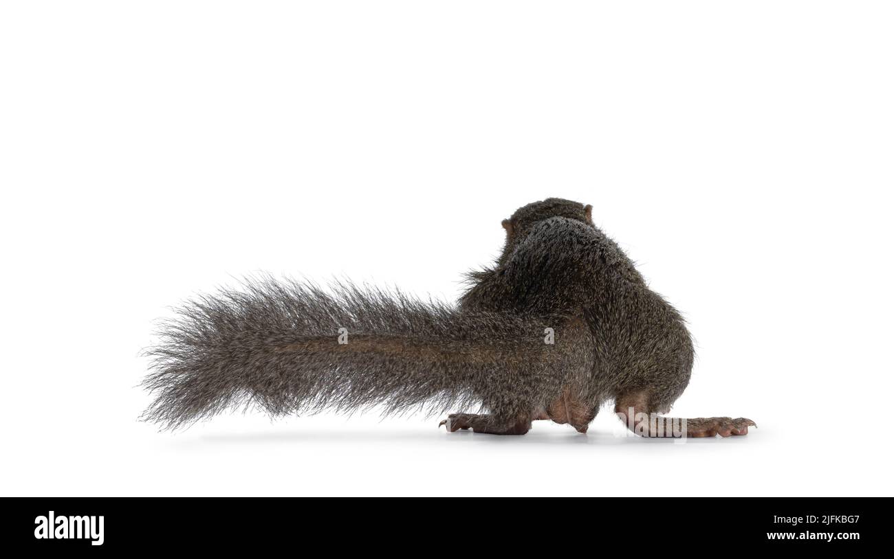 Tupalidae hi-res stock photography and images - Alamy