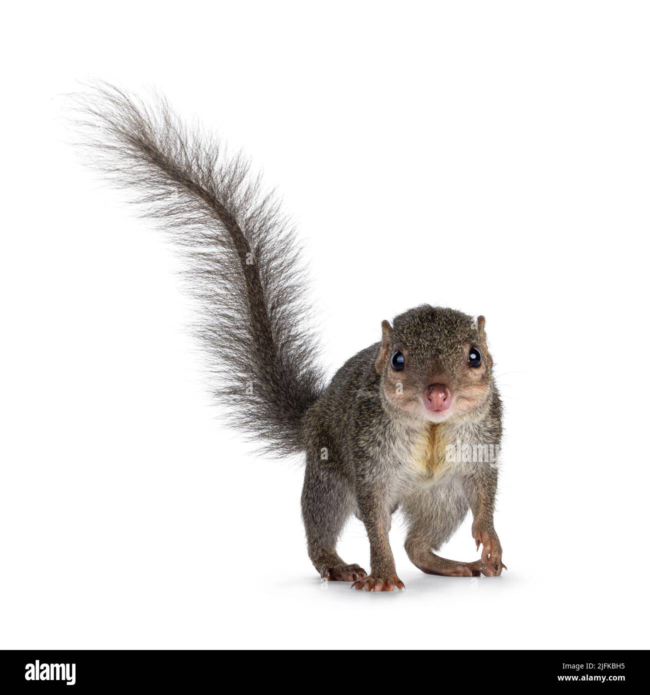 Tupaia hi-res stock photography and images - Alamy