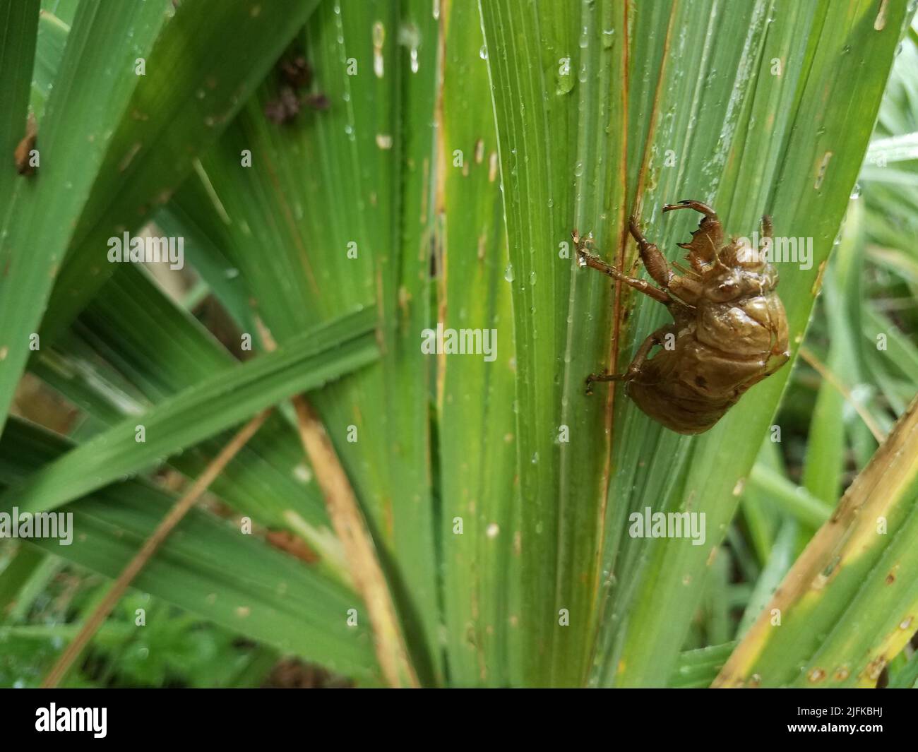 a cicada skin on a green plant that is wet Stock Photo - Alamy