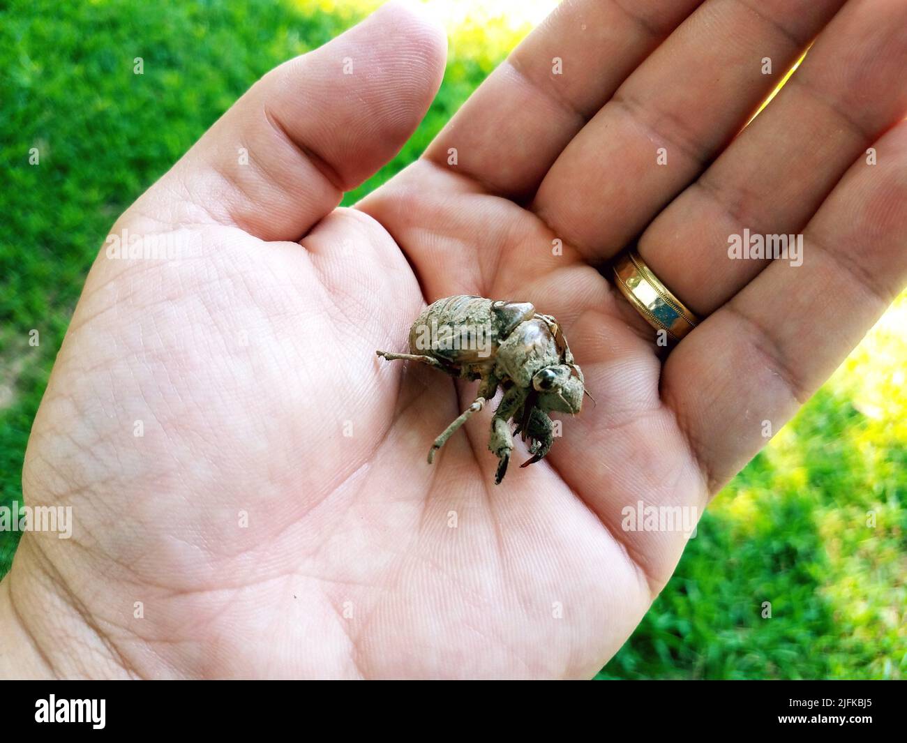 Cicada hand wing hi-res stock photography and images - Alamy