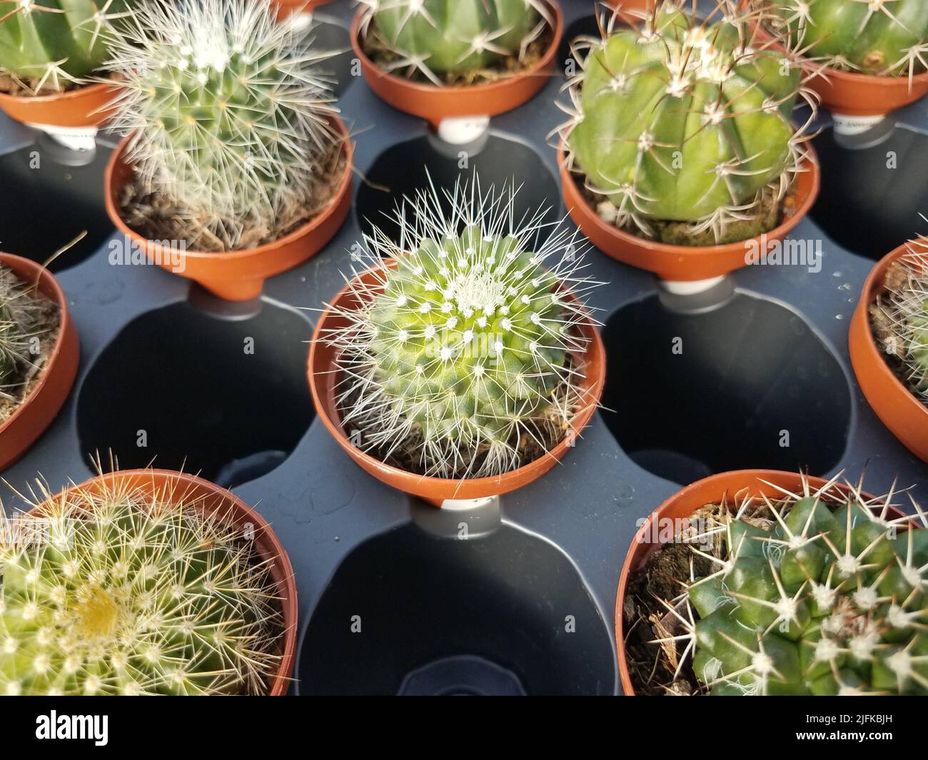 Cactus in container hi-res stock photography and images - Alamy