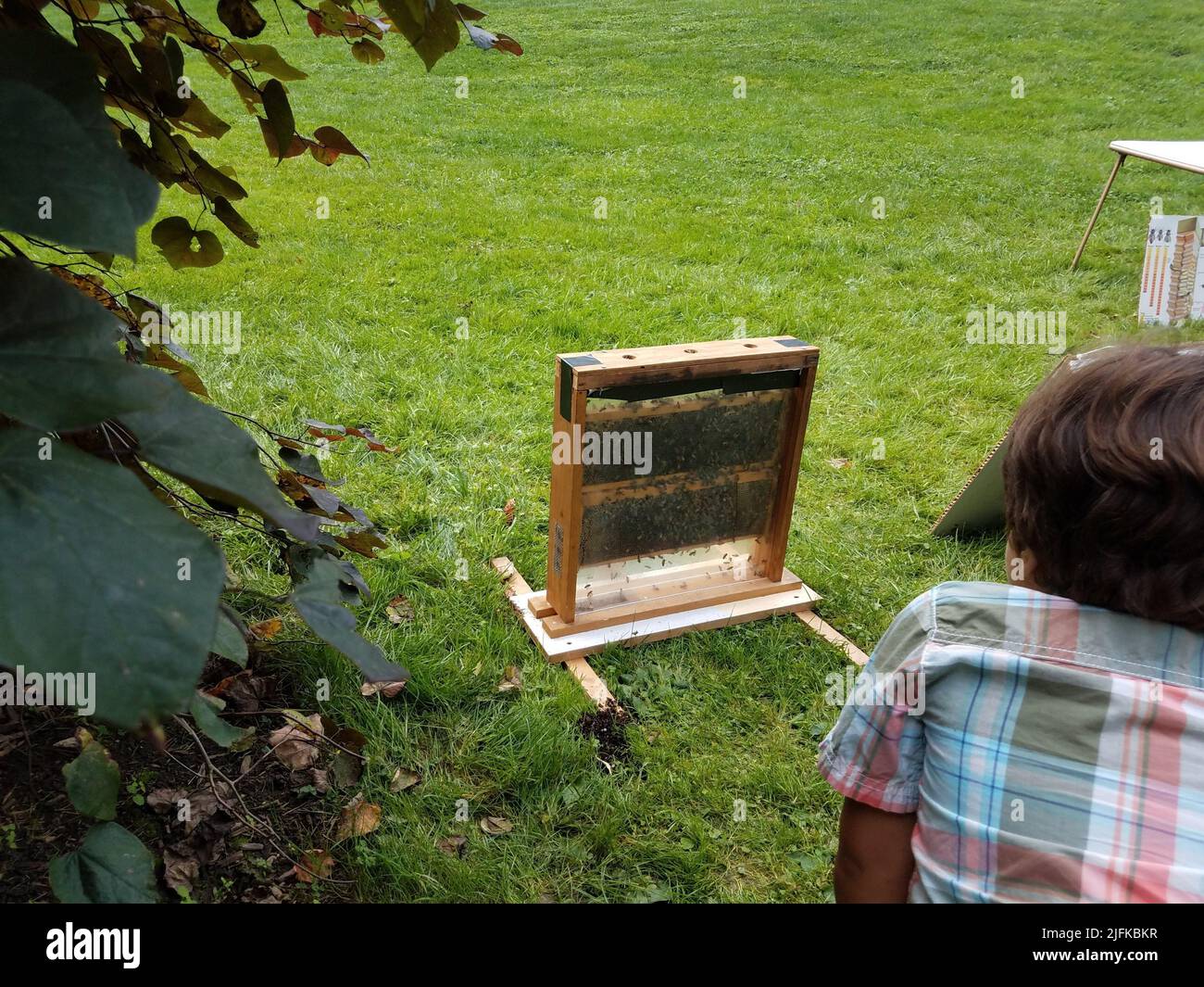 Watching bees hi-res stock photography and images - Alamy