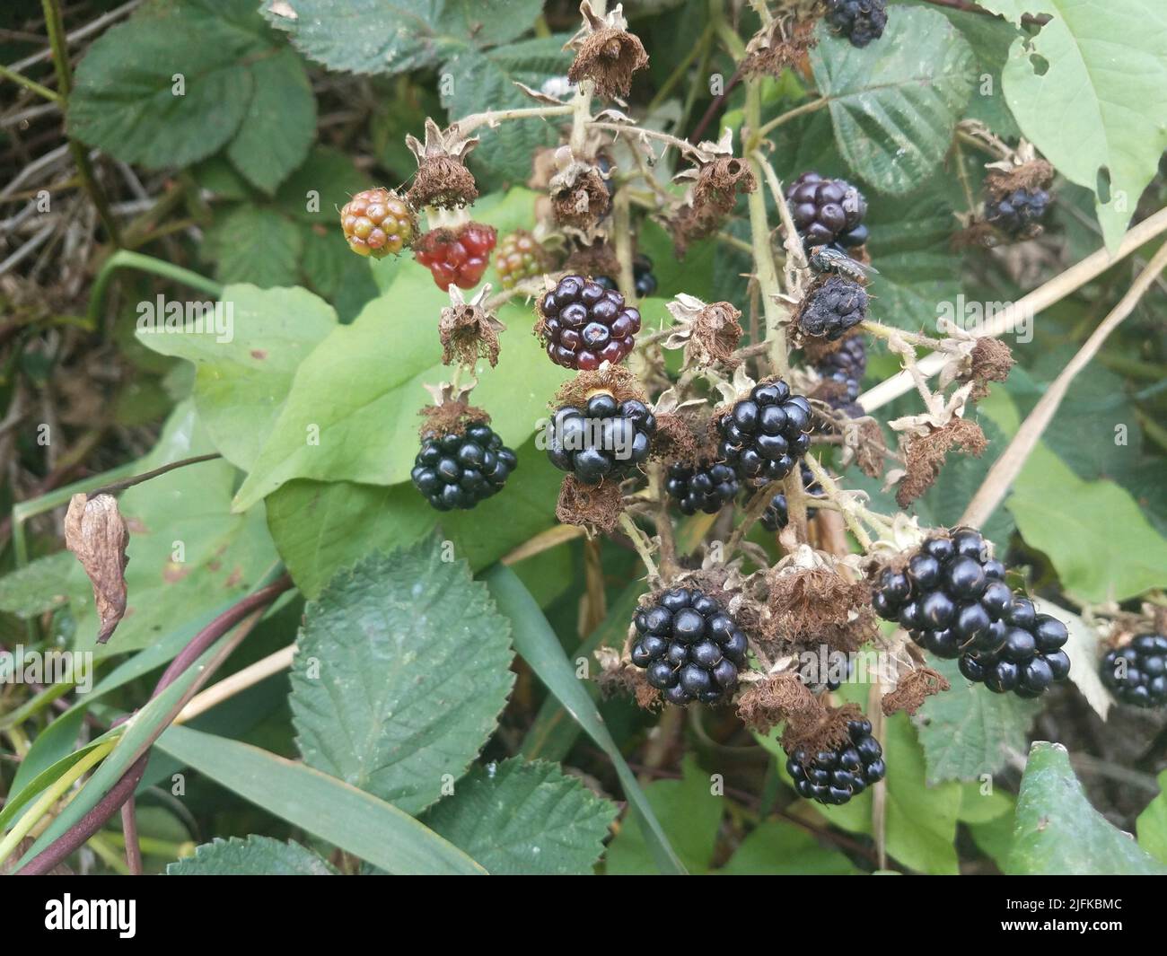Blackberry vine hi-res stock photography and images - Alamy